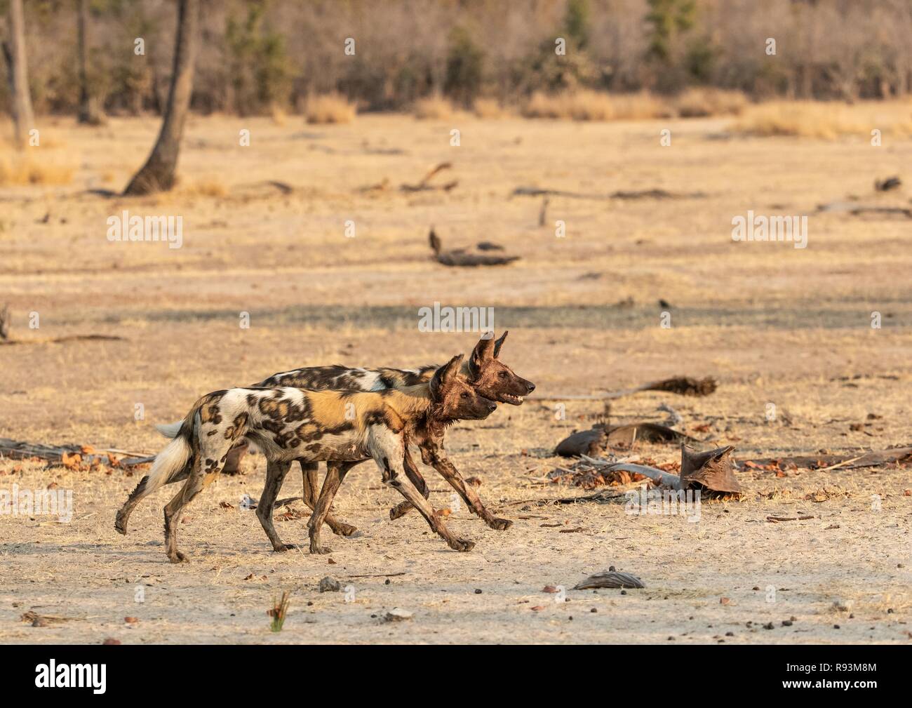 A pair of African wild dogs (Lycaon pictus) running in synch, hunting ...