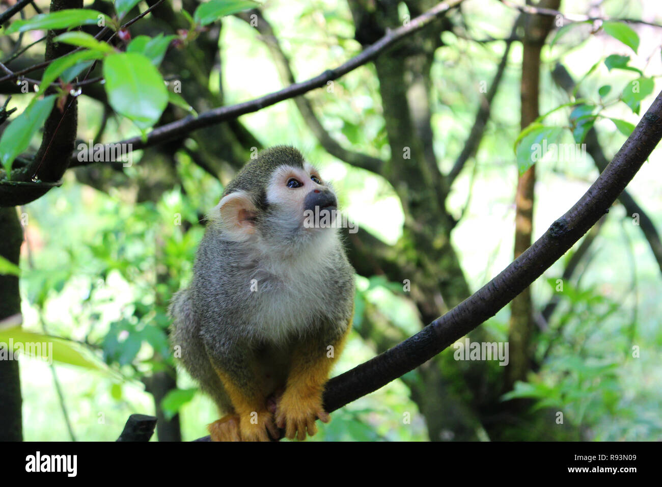young baby monkey ape primate in wildlife Stock Photo - Alamy