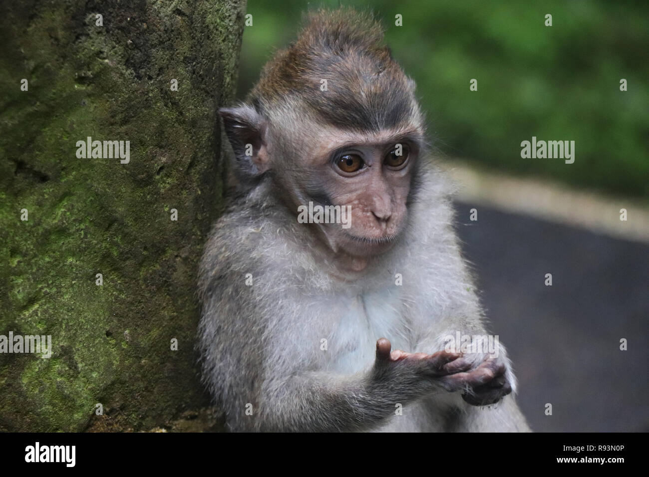 young baby monkey ape primate in wildlife Stock Photo - Alamy