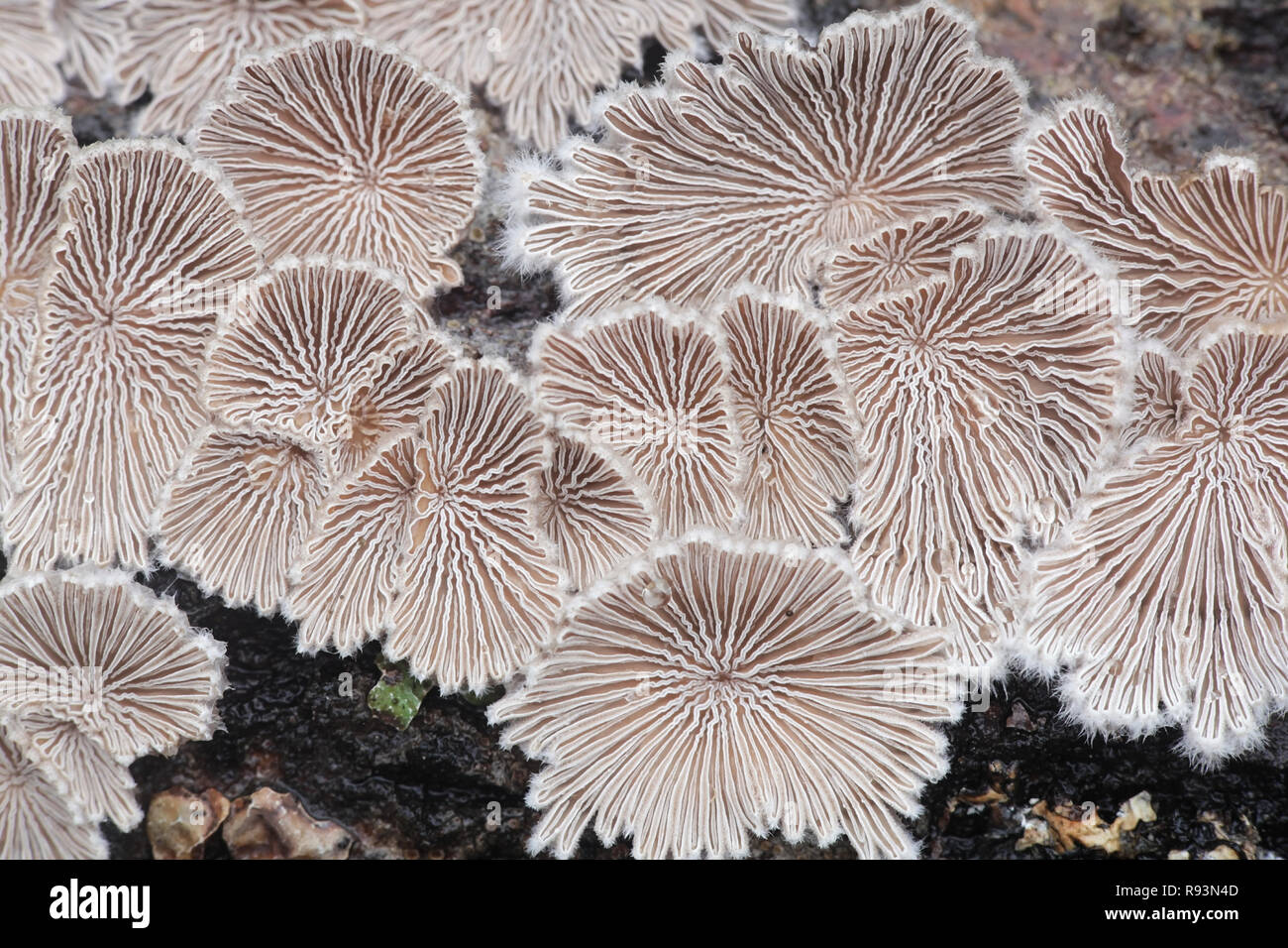 Gillies, Split Gills or Split gill, Schizophyllum commune, is an ...