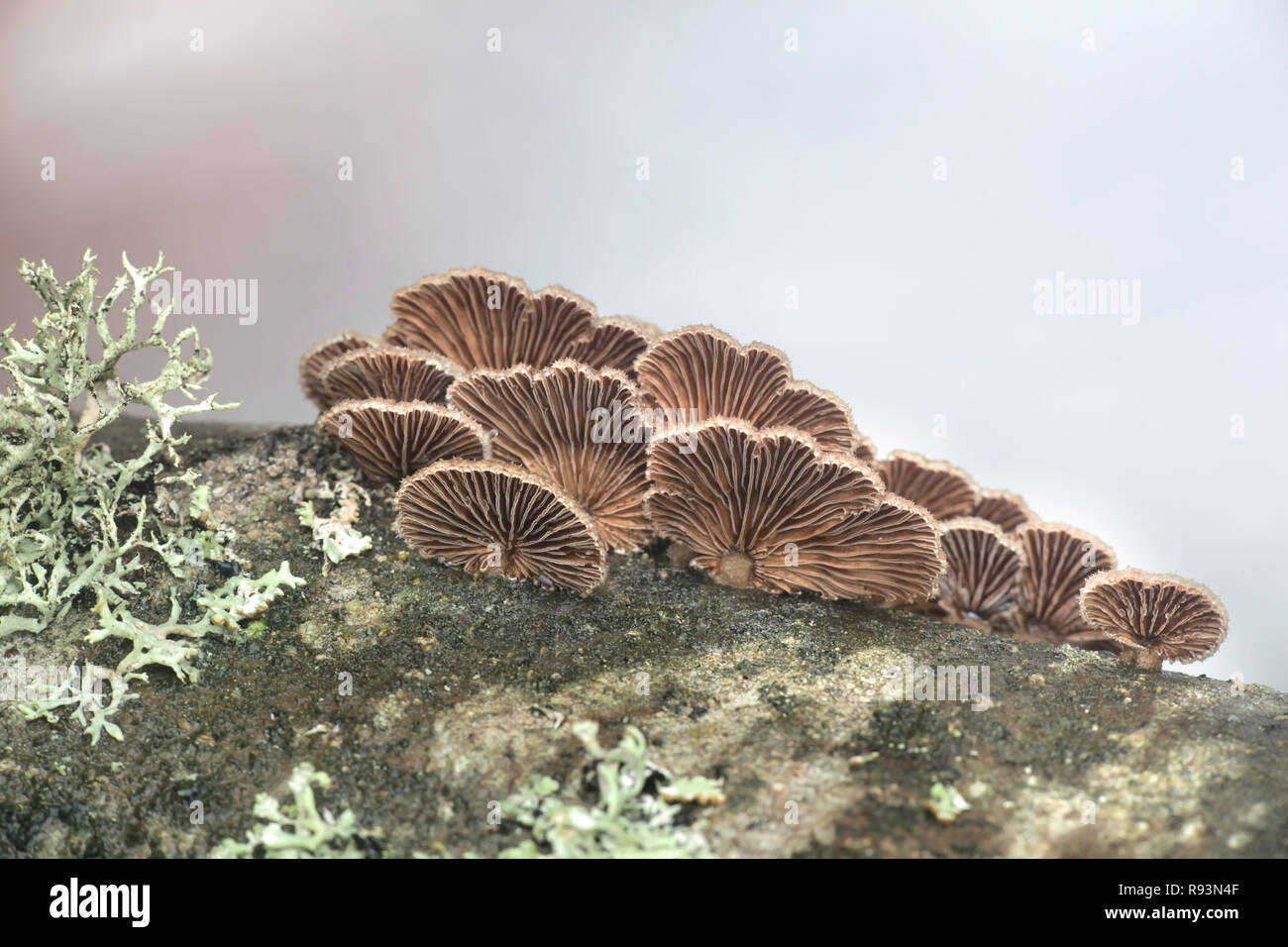 Gillies, Split Gills or Split gill, Schizophyllum commune, is an ...