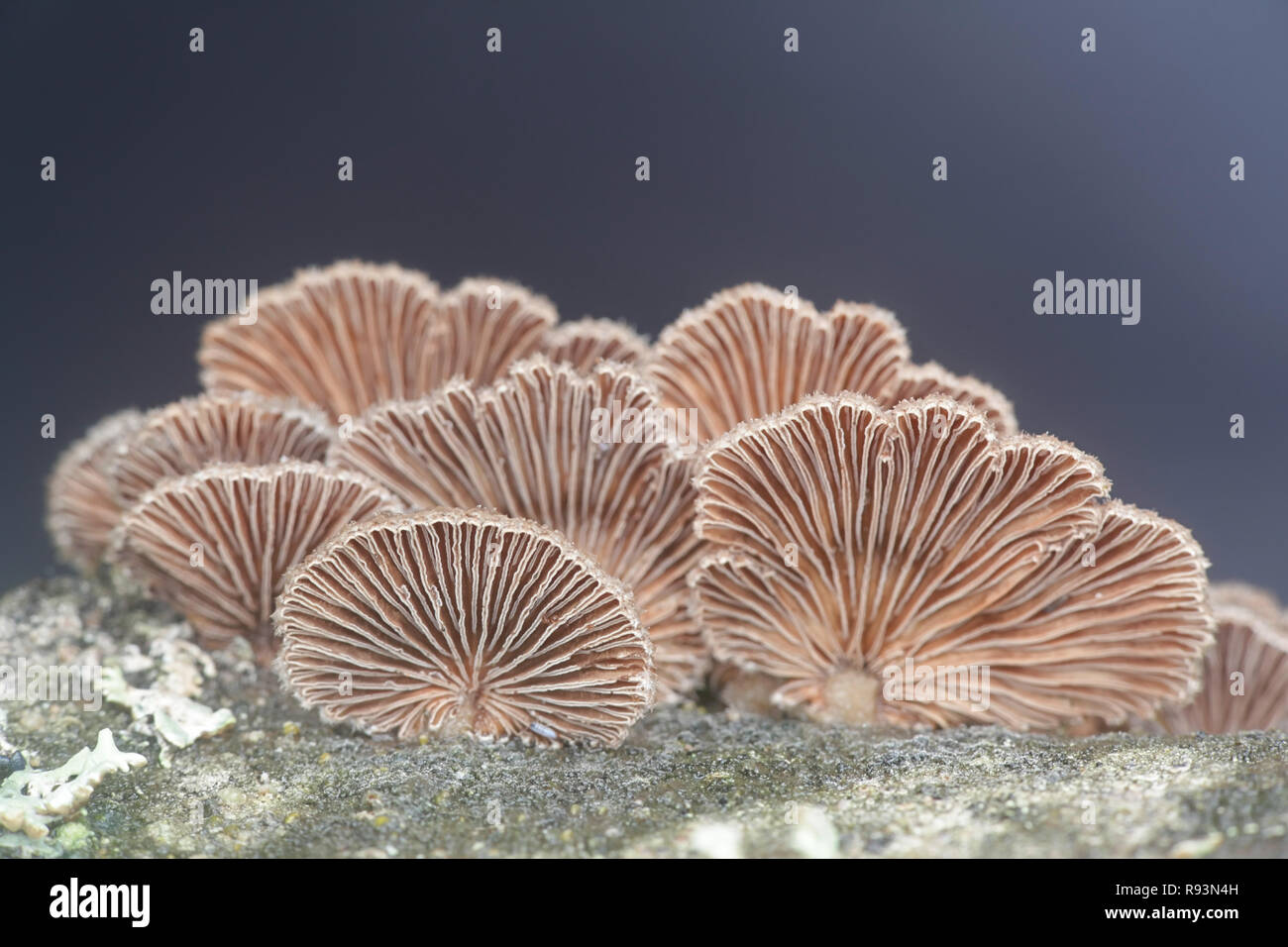 Split gill fungi hi-res stock photography and images - Alamy