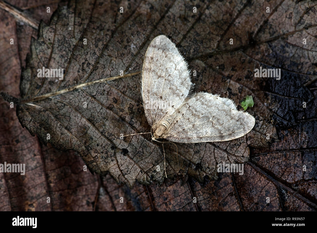 Winter moth, Operophtera brumata Stock Photo - Alamy