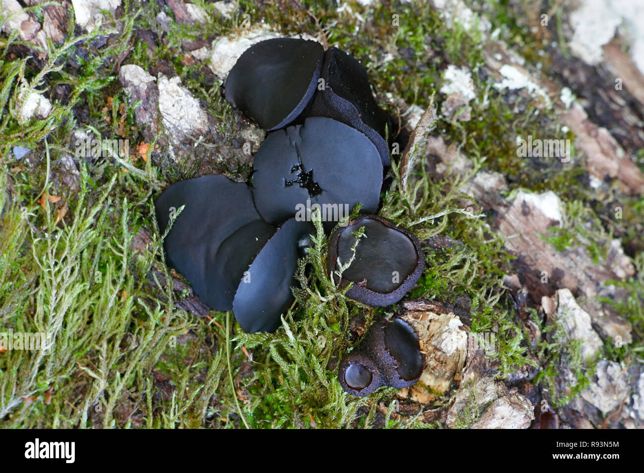 Black bulgar fungus hi-res stock photography and images - Alamy