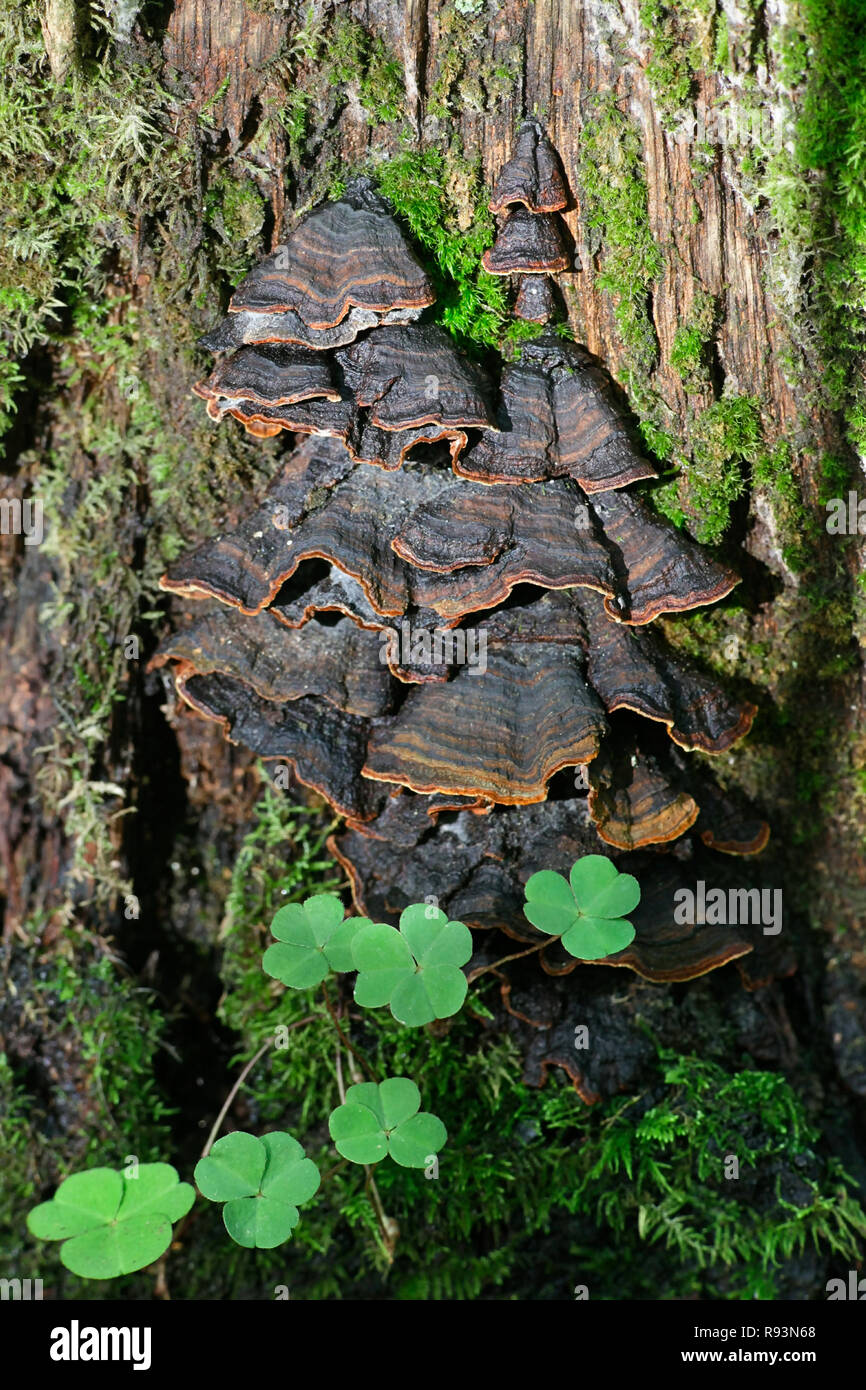 Oak Curtain Crust fungus, Hymenochaete rubiginosa Stock Photo - Alamy