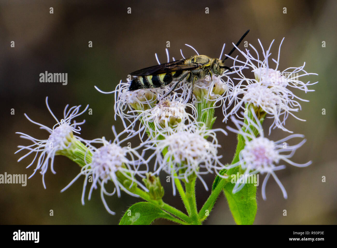Wasp at their natural habitat hi-res stock photography and images - Alamy