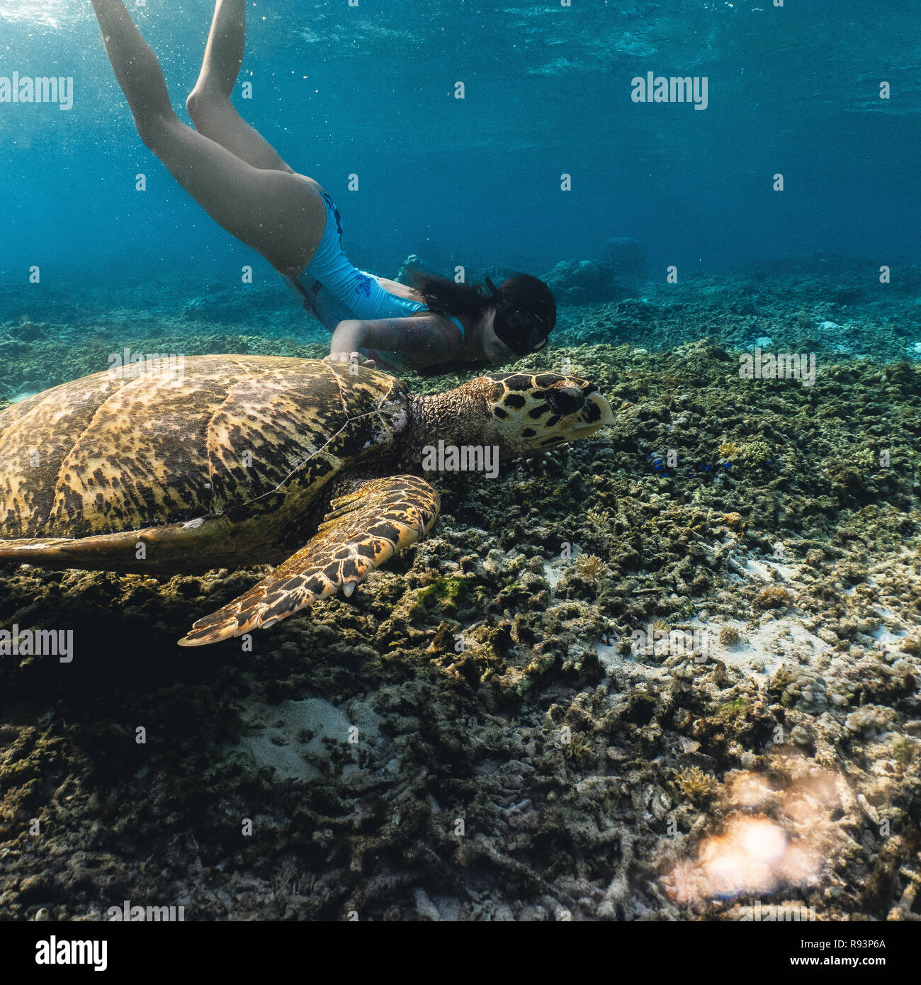 Seychelles turtle snorkel hi-res stock photography and images - Alamy