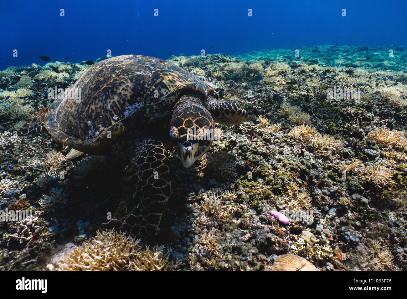 Green sea turtle face to face. Visible belly and shell, eyes, fins ...