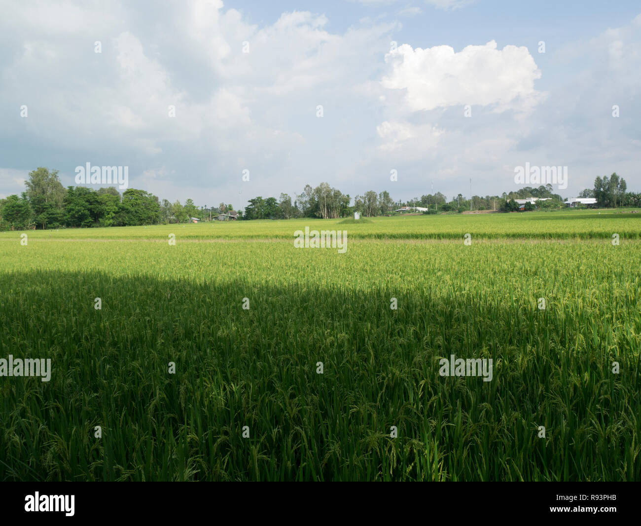 Field of rice growing in Vietnam Asia local staple food during the 20th ...