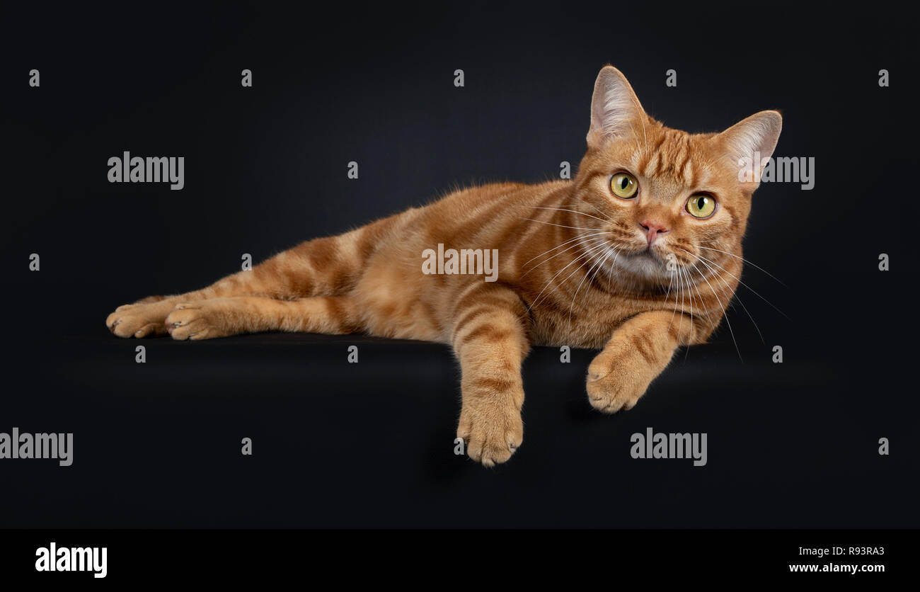Adorable young adult red tabby American Shorthair cat, laying down side ...