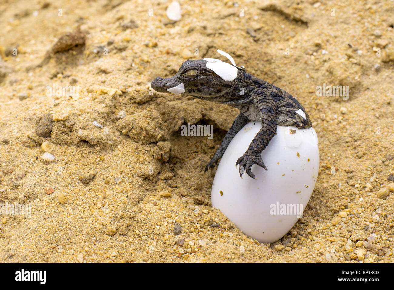 Crocodile egg tooth hi-res stock photography and images - Alamy