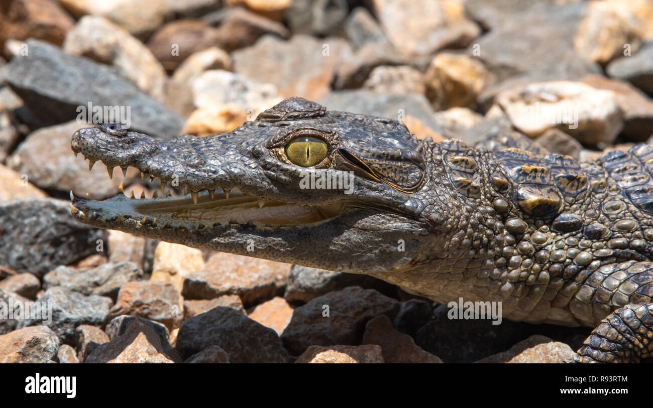 Nile crocodile young hi-res stock photography and images - Alamy