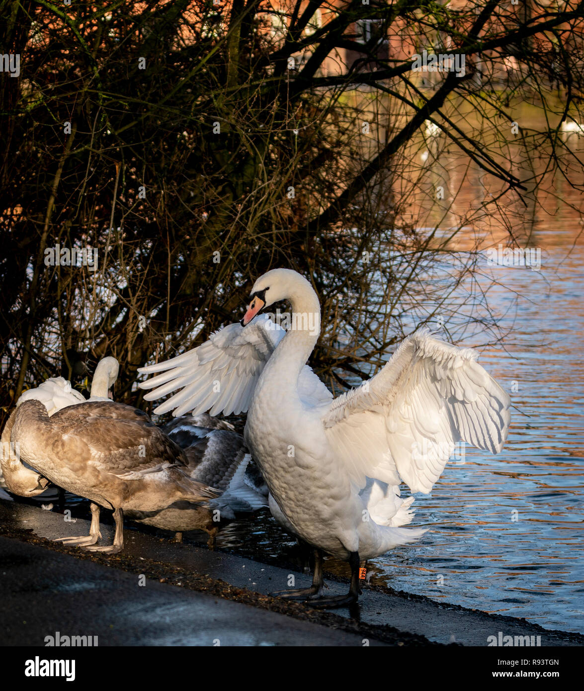 Worcester urban bird sanctuary hi-res stock photography and images - Alamy
