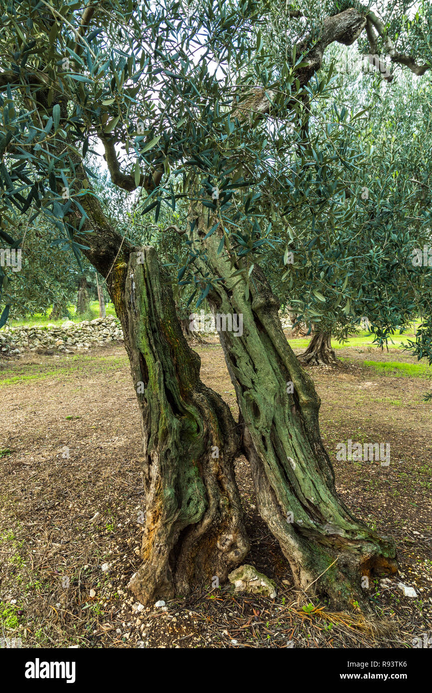 Olive tree landscape puglia italy hi-res stock photography and images ...