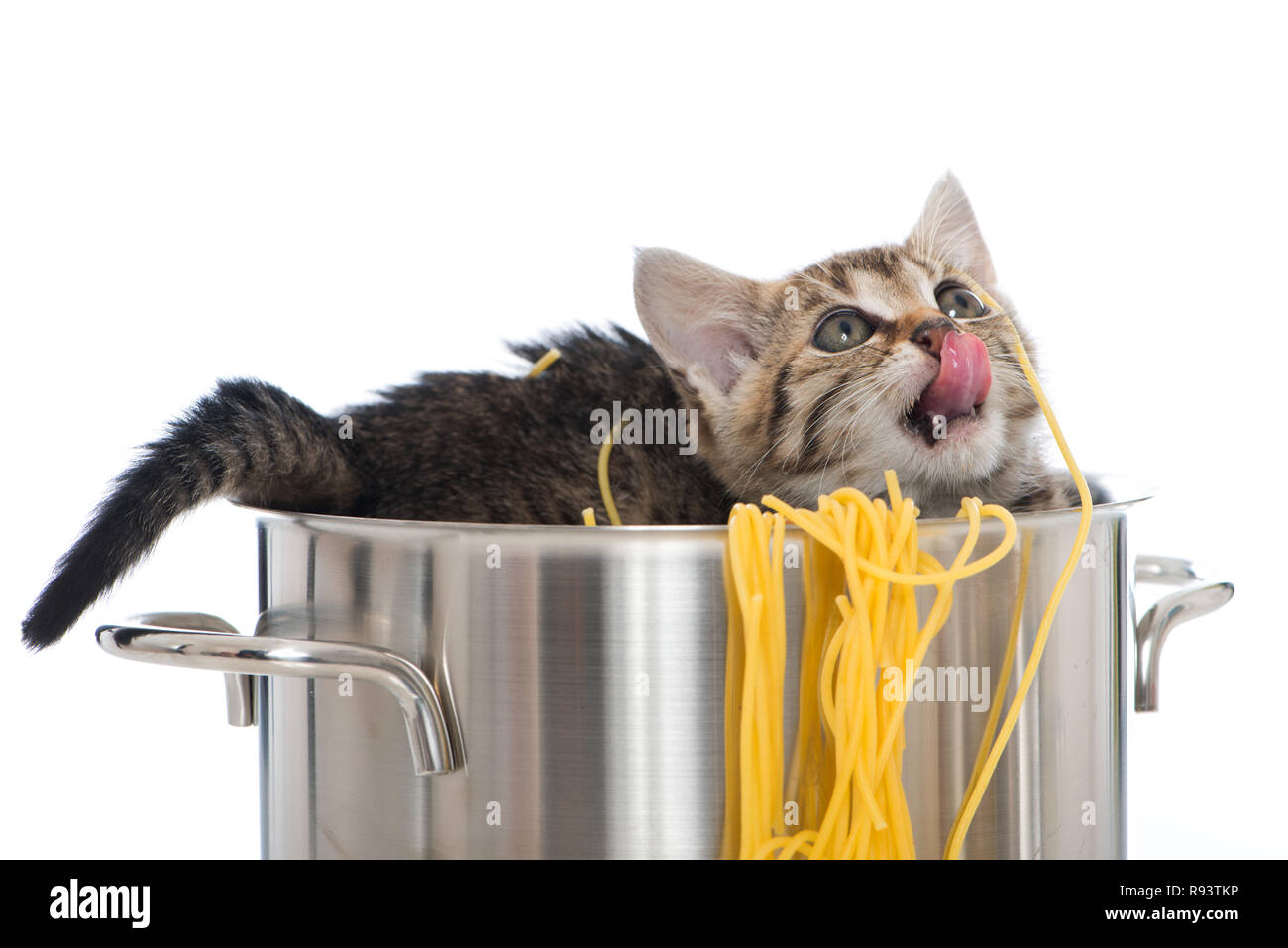 Cat in cooking pot hi-res stock photography and images - Alamy