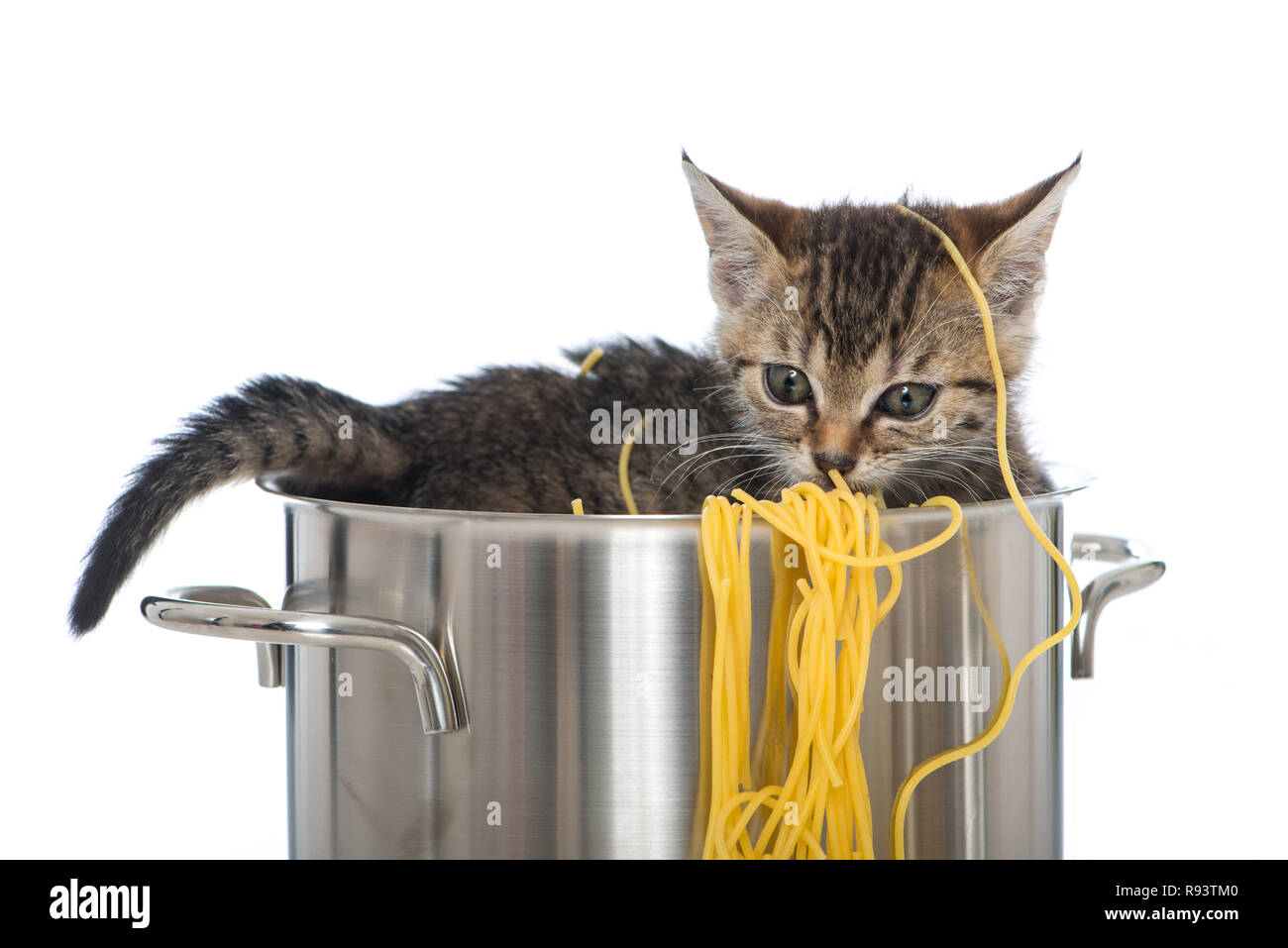 Cat in cooking pot hi-res stock photography and images - Alamy
