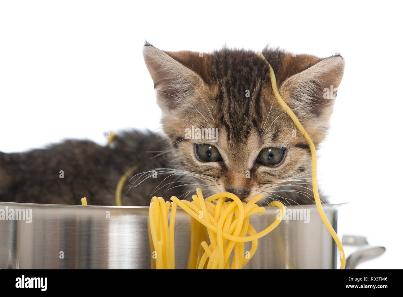 Cat in cooking pot hi-res stock photography and images - Alamy