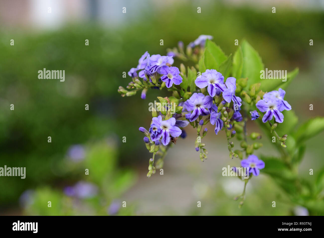 Duranta flower hi-res stock photography and images - Alamy
