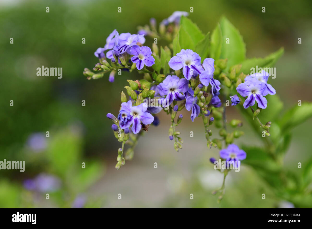 Close up of duranta erecta flowers in bloom Stock Photo - Alamy