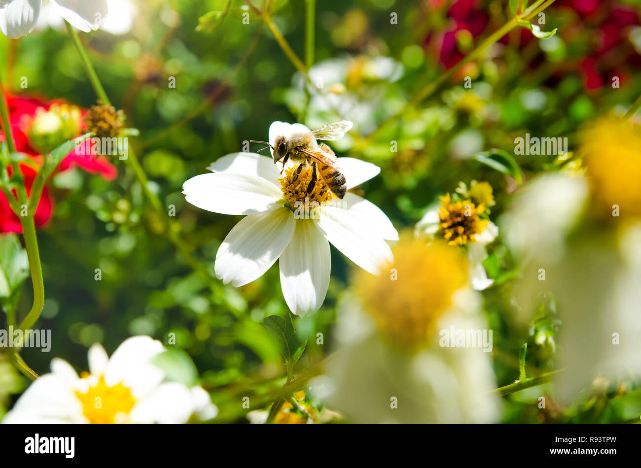Garden bees sun beam hi-res stock photography and images - Alamy