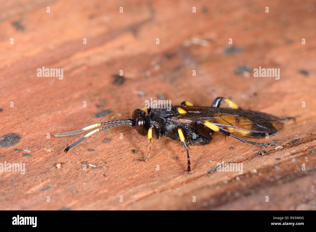 Ichneumon Wasps High Resolution Stock Photography and Images - Alamy