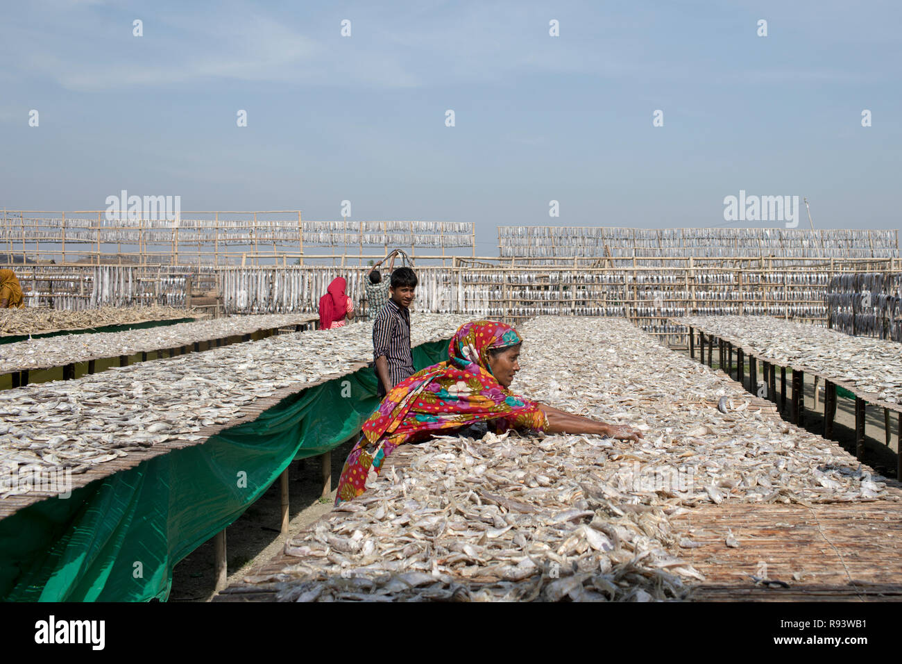 Workers processing fish to be dried at Nazirartek Dry Fish Plant in Cox ...
