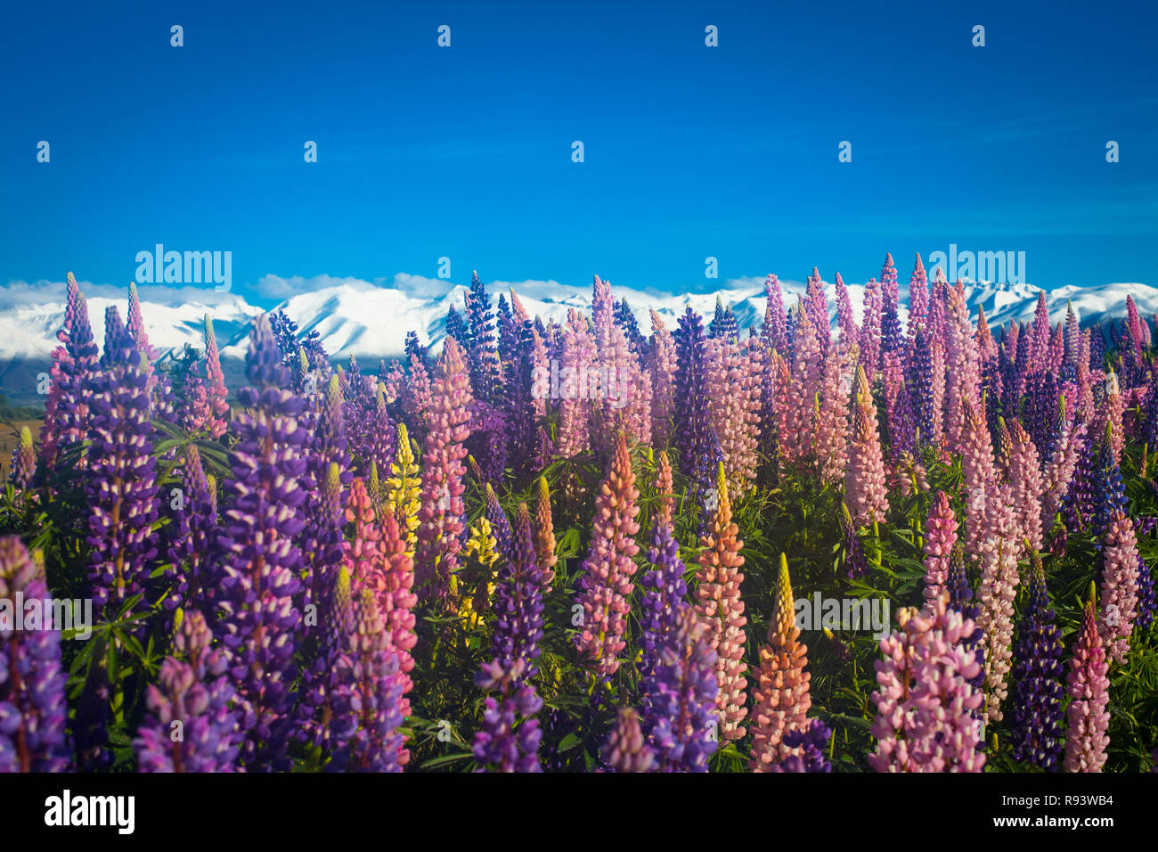 The Scenic MacKenzie District, South Island, New Zealand Stock Photo ...