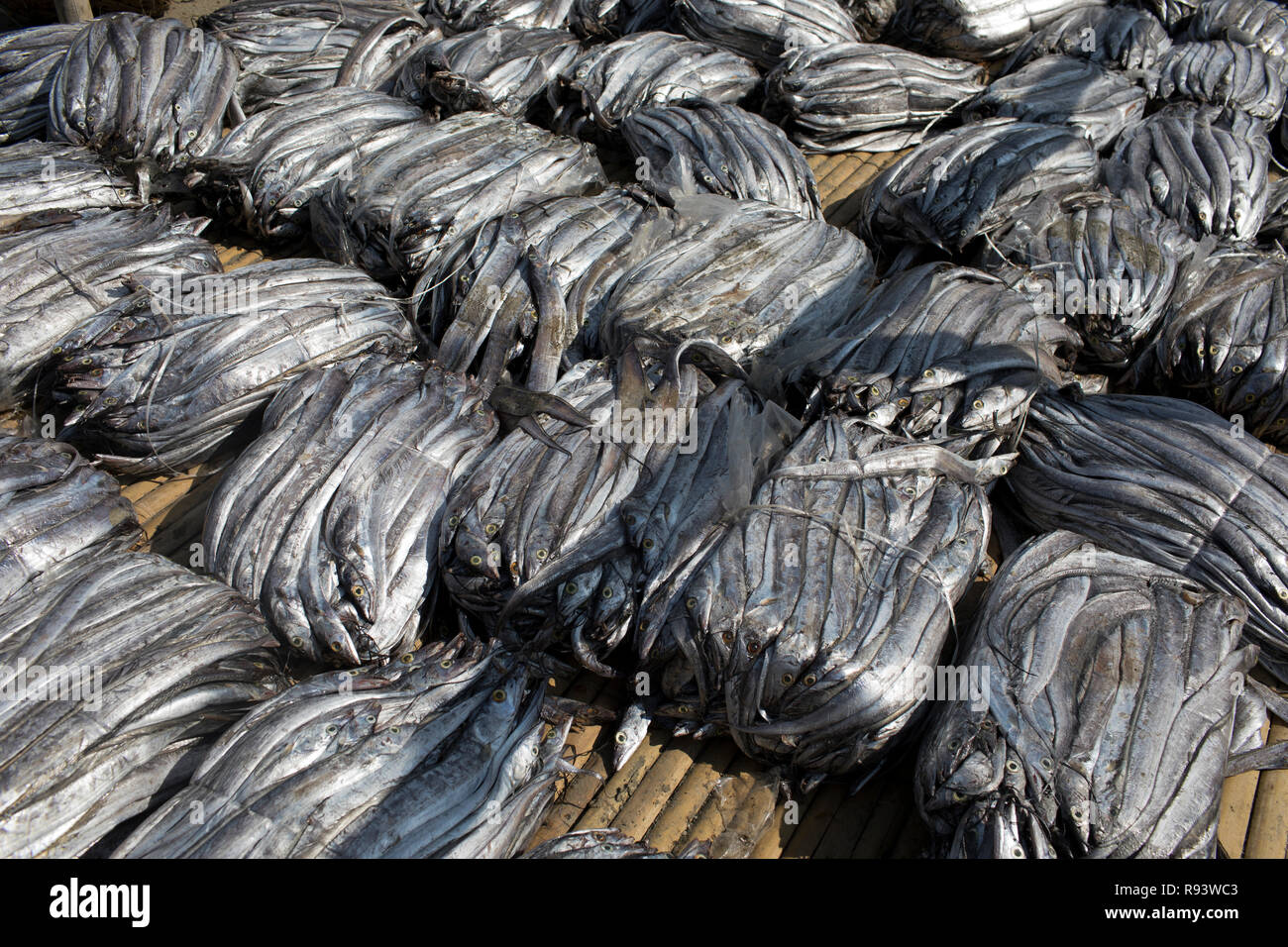 Frozen marine fishes to be dried at Nazirartek Dry Fish Plant in Cox’s ...