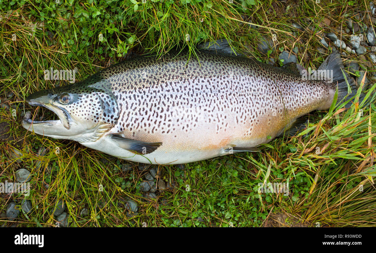 A look at life in New Zealand. An 18 lb Brown Trout from the Twizel ...