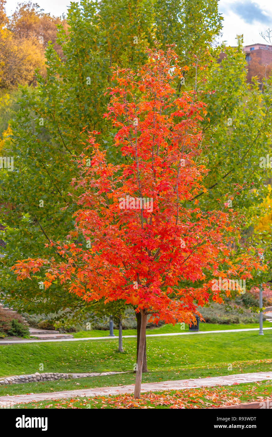 Fiery red maple trees hi-res stock photography and images - Alamy
