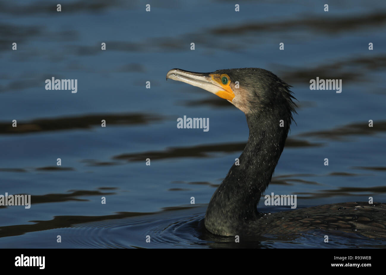 A Cormorant (Phalacrocorax carbo) swimming on a lake diving down into ...