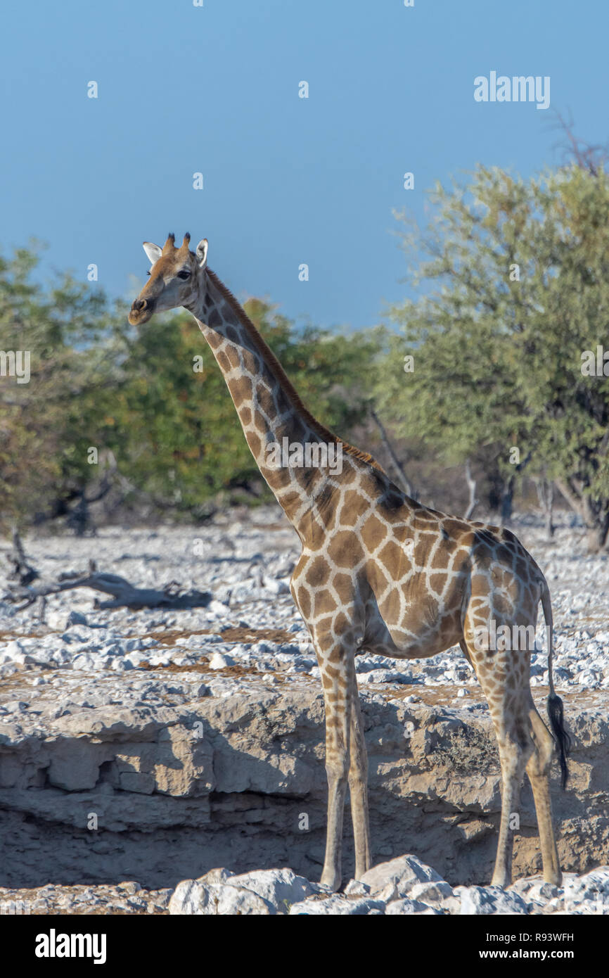 Namibian giraffe (Giraffa camelopardalis angolensis) at watering hole ...