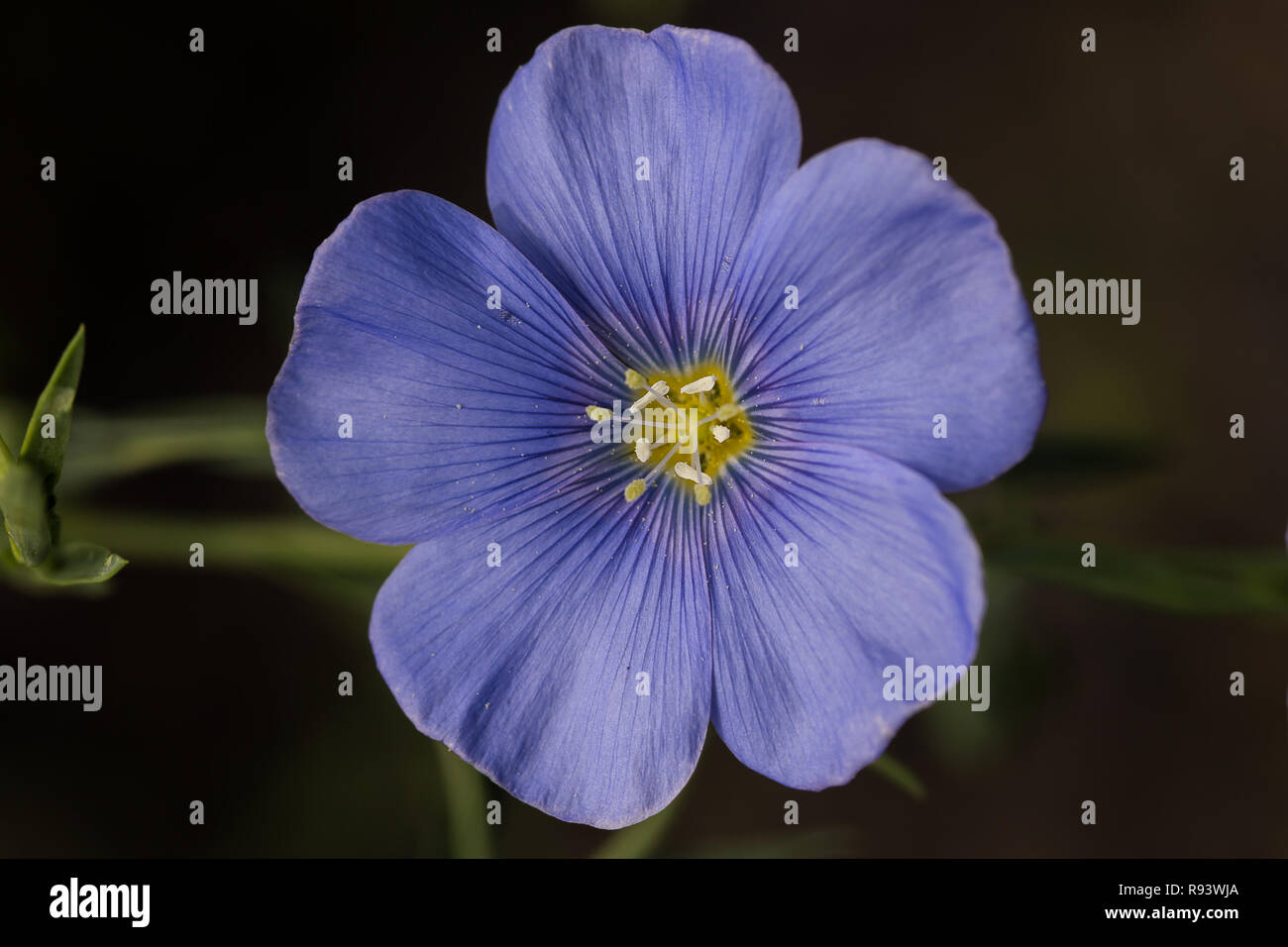 Flax Flower Wild Blue High Resolution Stock Photography and Images - Alamy