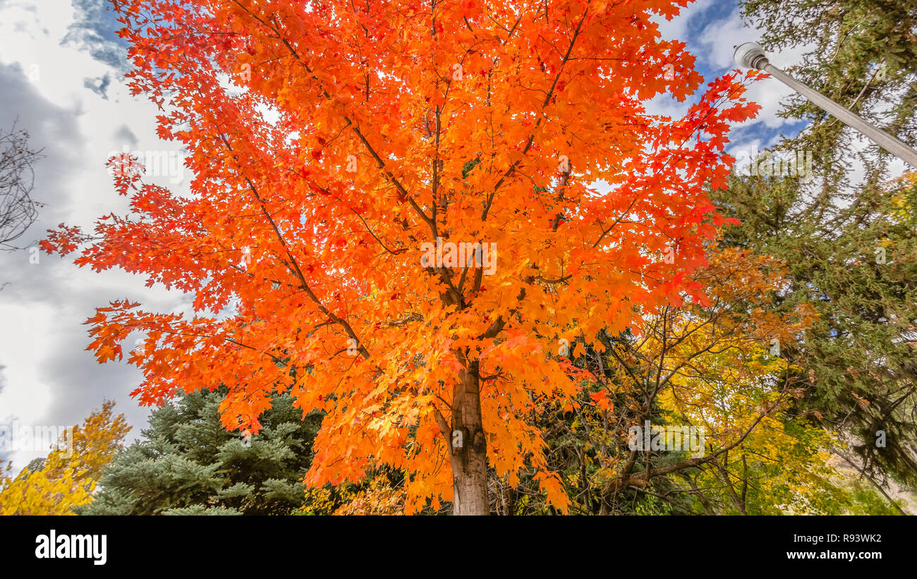 Colorful maple tree against bright sky with clouds Stock Photo - Alamy