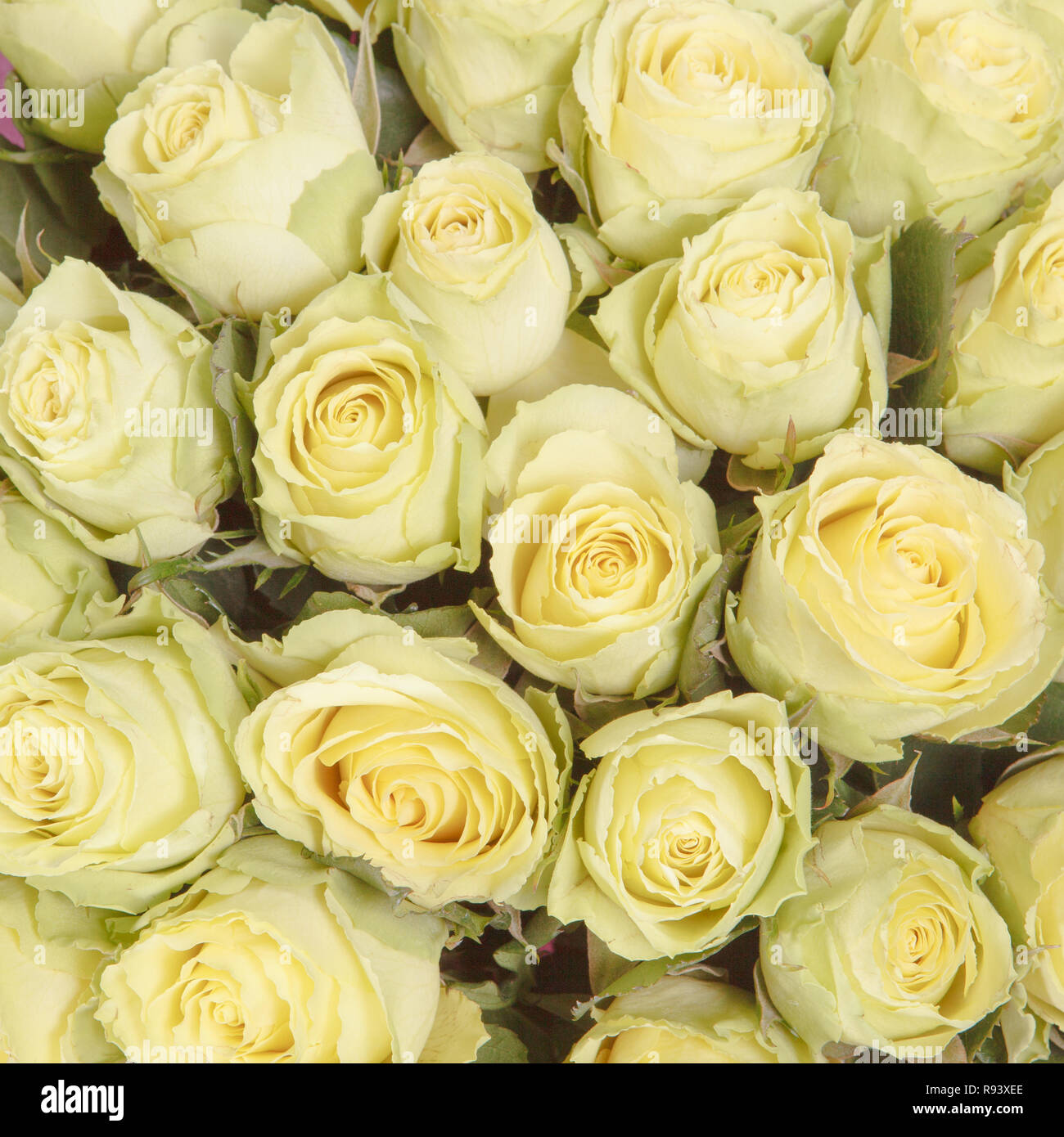Many white roses as a floral background Stock Photo - Alamy