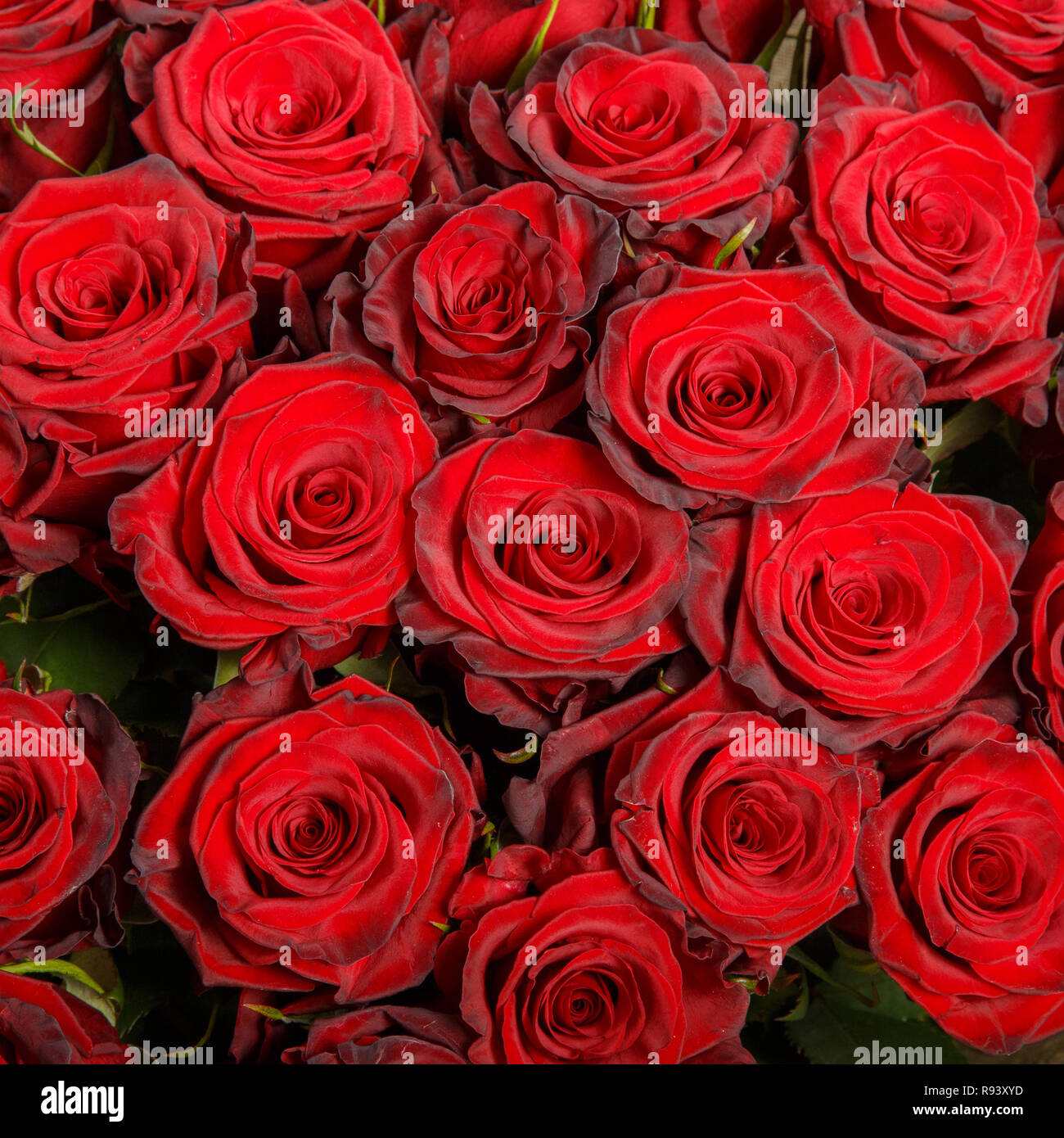 Natural red roses backgroundBouquet of fresh roses, flower bright ...