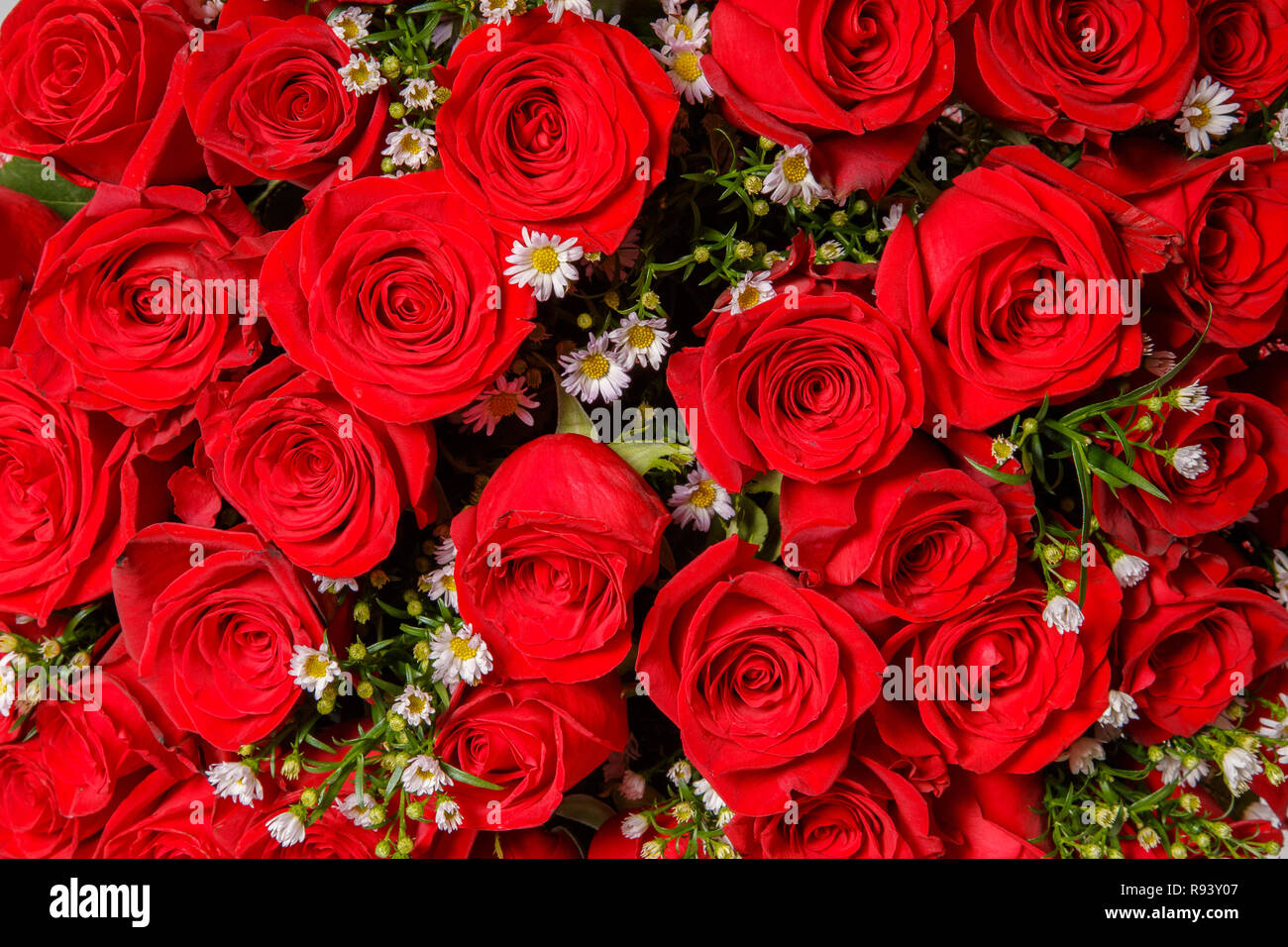 Natural red roses backgroundBouquet of fresh roses, flower bright ...