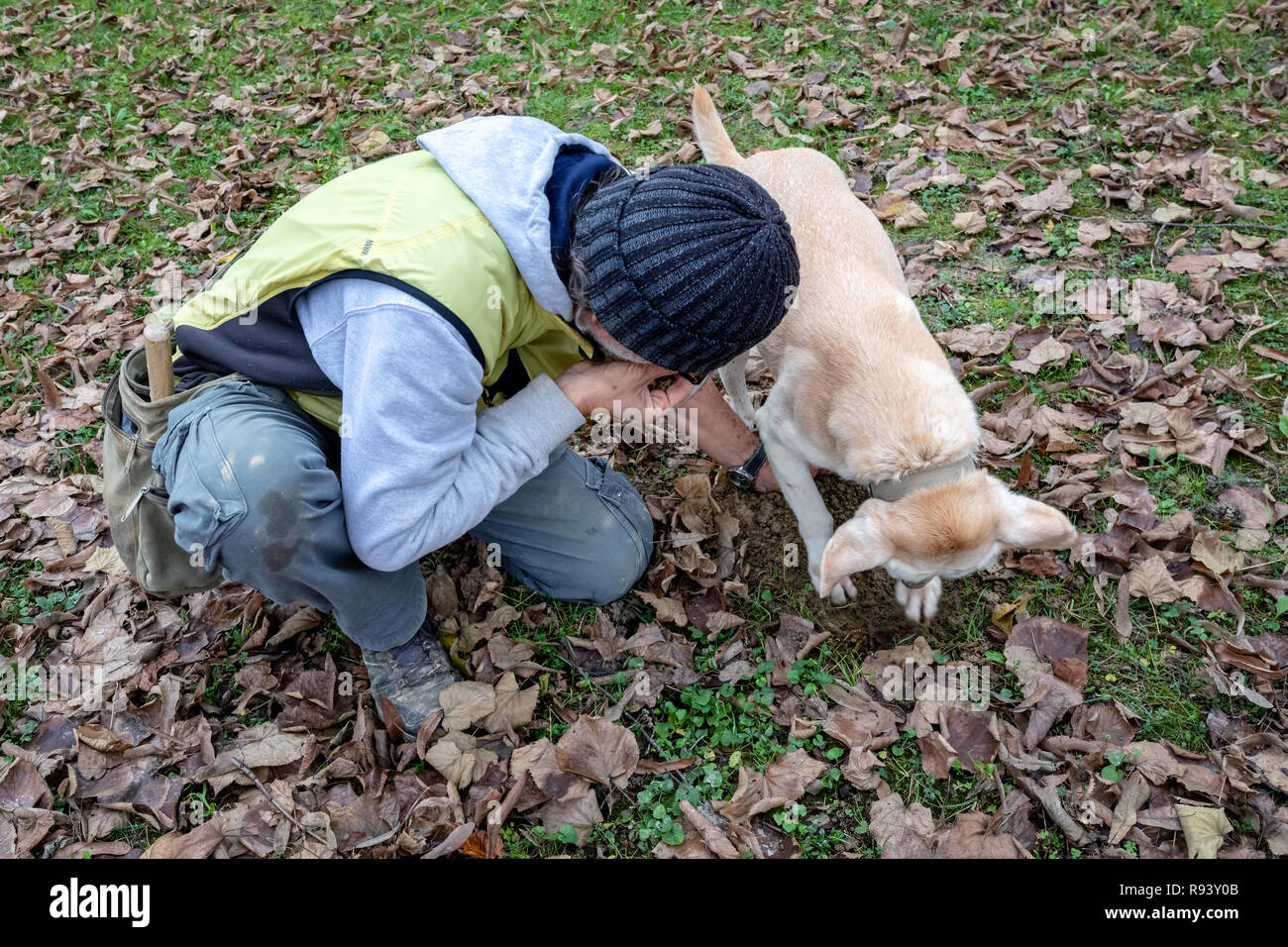 Truffle dog hi-res stock photography and images - Alamy