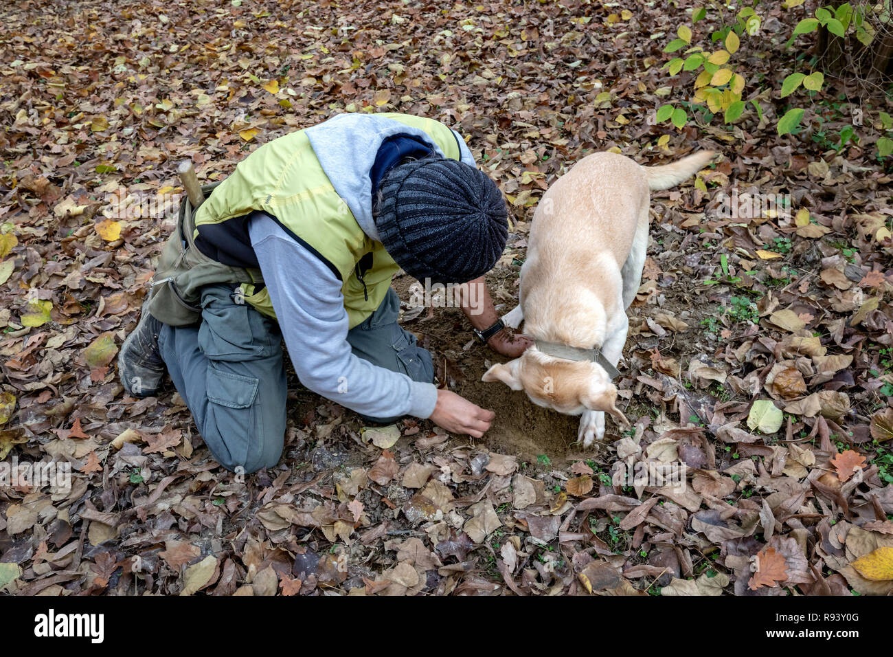 Truffle dog hi-res stock photography and images - Alamy