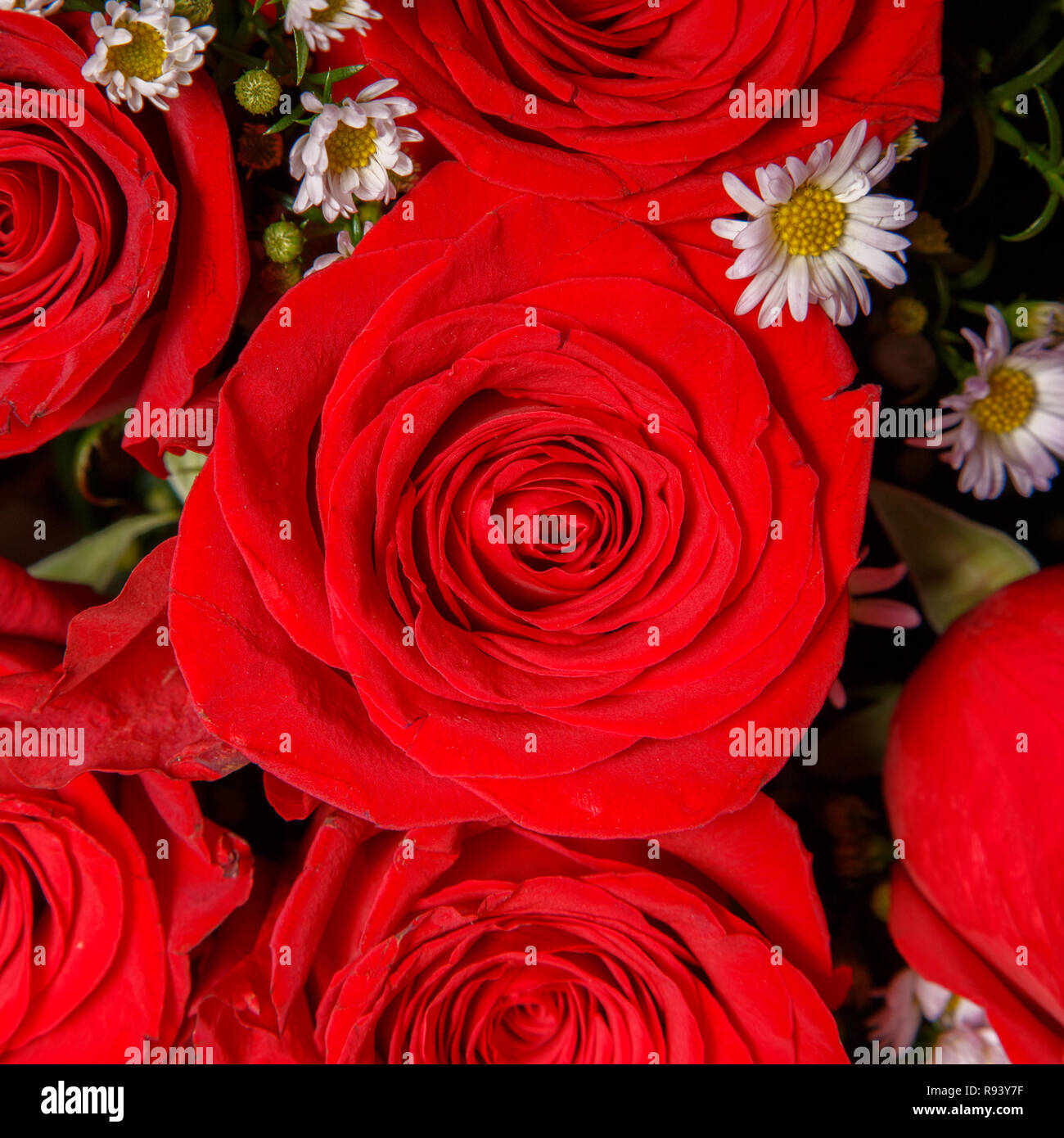 Natural red roses backgroundBouquet of fresh roses, flower bright ...