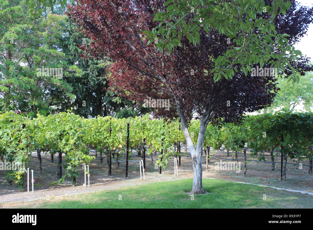 Wine desert hi-res stock photography and images - Alamy