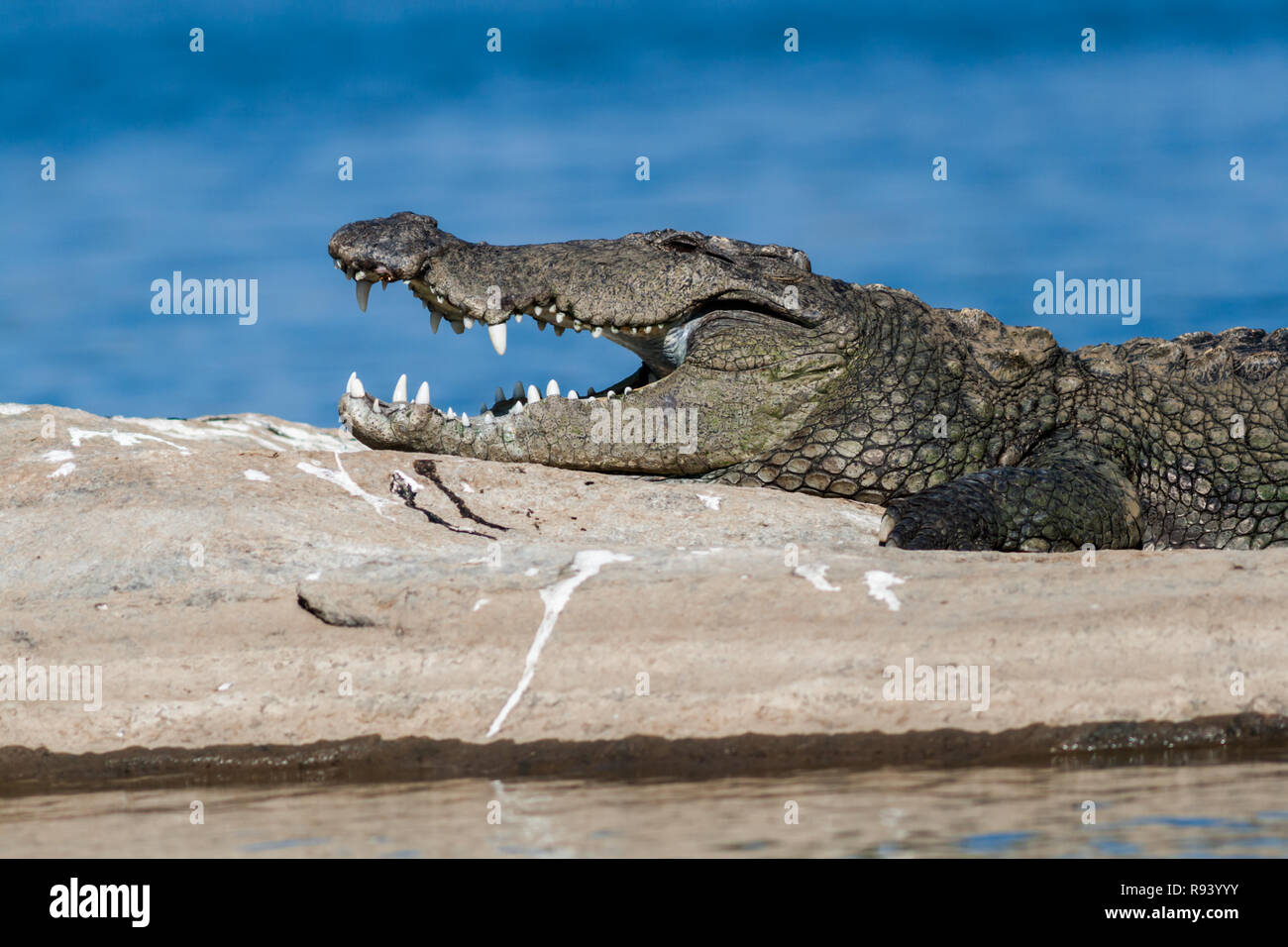 Crocodile bird teeth hi-res stock photography and images - Alamy
