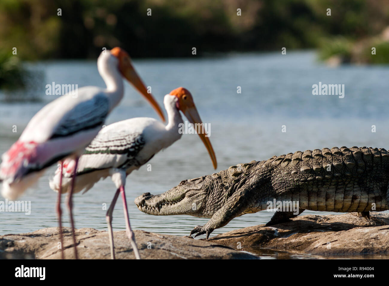 Crocodile bird teeth hi-res stock photography and images - Alamy