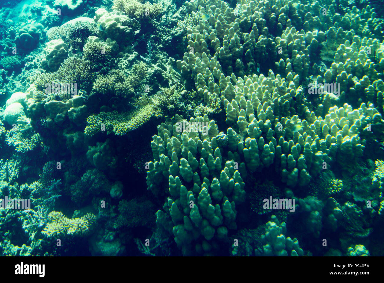 Marine Life in the Red Sea. red sea coral reef with hard corals, fishes ...
