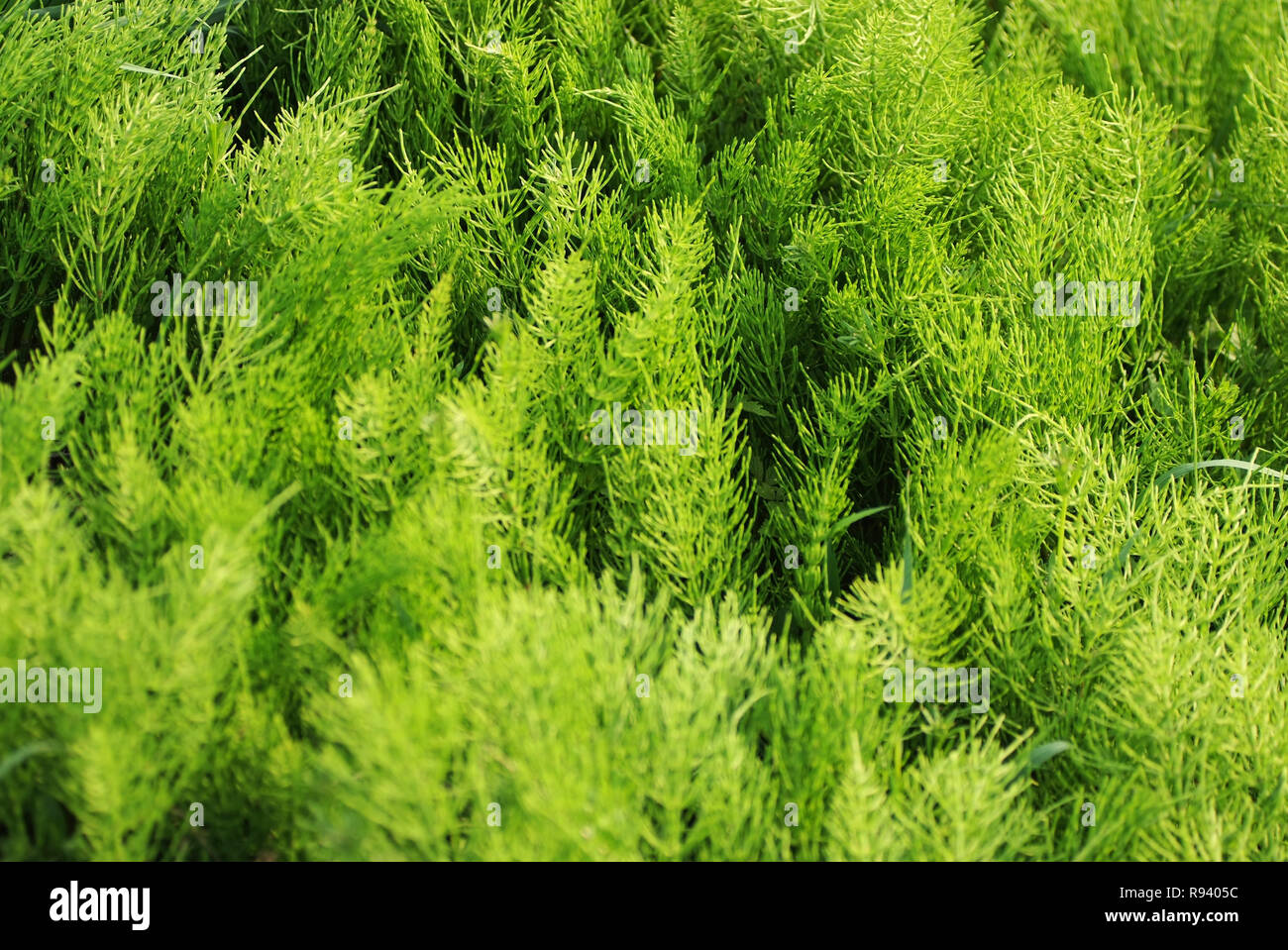 Grass background fresh grasses hi-res stock photography and images - Alamy