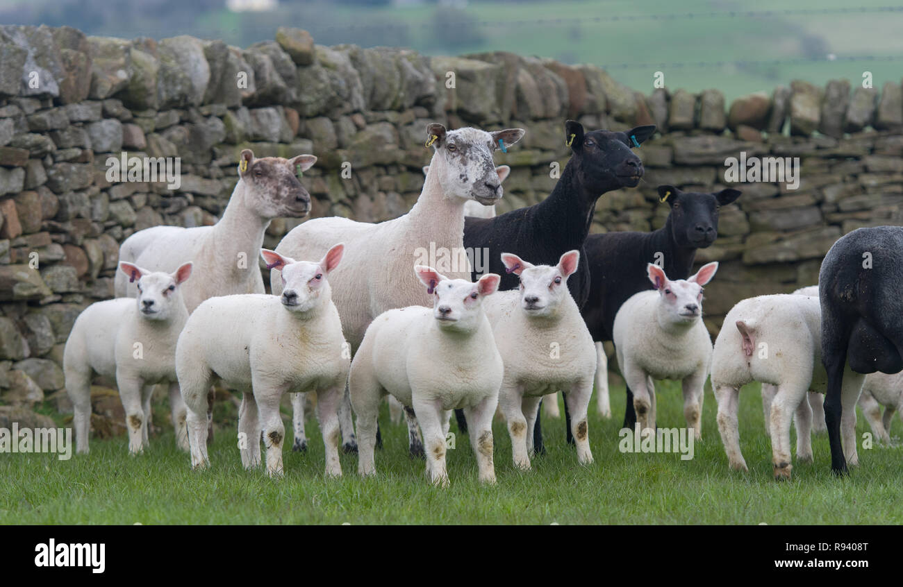 Pedigree Beltex lambs on crossbred ewes, born as part of an embryo ...