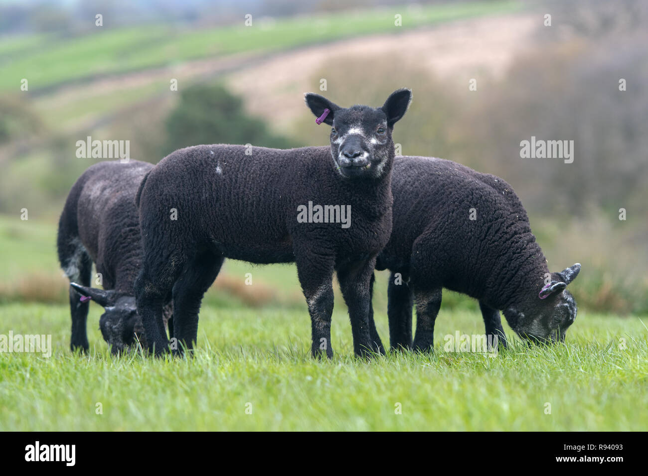 Flock of Blue Texel sheep, Co. Durham, UK Stock Photo - Alamy