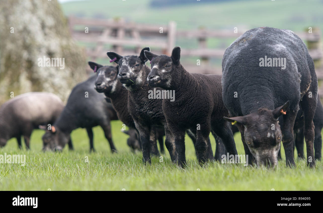 Flock of Blue Texel sheep, Co. Durham, UK Stock Photo - Alamy