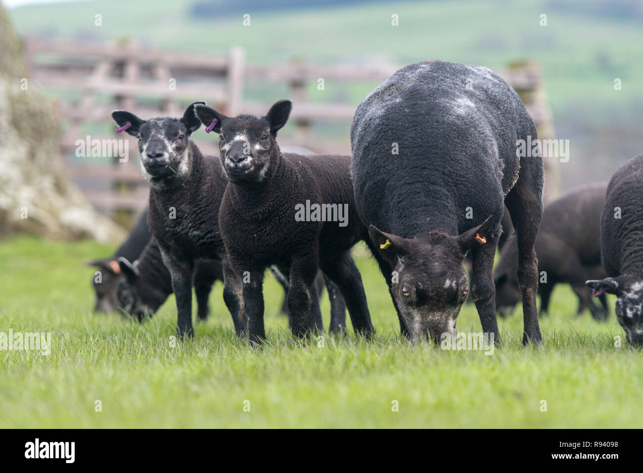 Blue texel sheep uk hi-res stock photography and images - Alamy