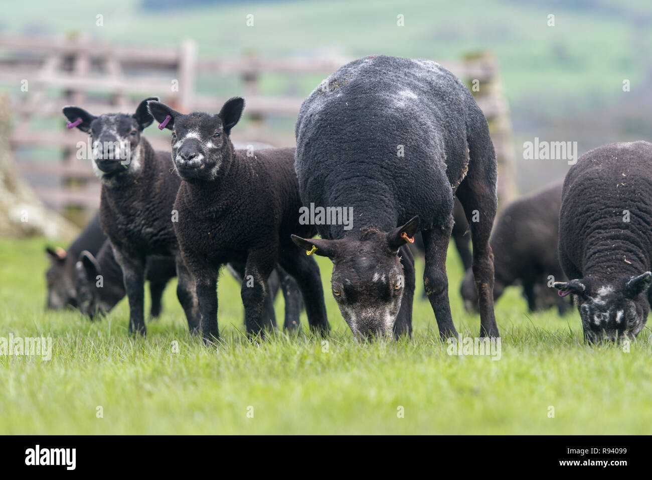 Blue texel sheep uk hi-res stock photography and images - Alamy